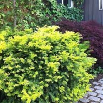 Taxus cuspidata 'Morden' Spreading Yew | Garden Center Marketing
