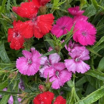 Dianthus Star Single™ Series Dianthus from Garden Center Marketing