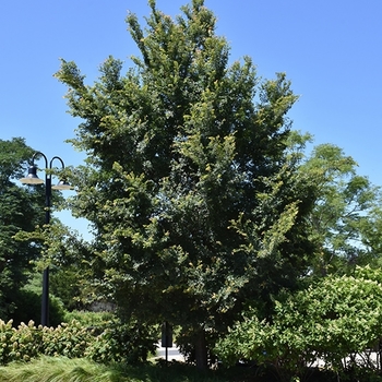 Ulmus wilsoniana 'Prospector' Elm from Garden Center Marketing