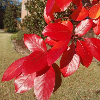 Nyssa sylvatica 'Afterburner®' David Odom Tupelo from Garden Center ...