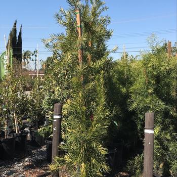 Podocarpus macrophyllus 'Pringles Dwarf' Podocarpus | Garden Center ...