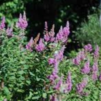 Spiraea japonica 'Macrophylla' Spirea | Garden Center Marketing