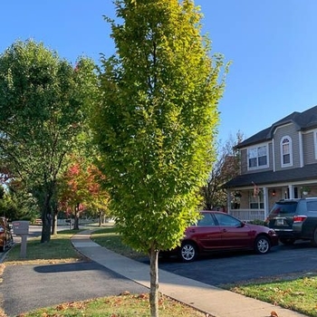 Carpinus betulus 'Cornerstone' European Hornbeam | Garden Center Marketing