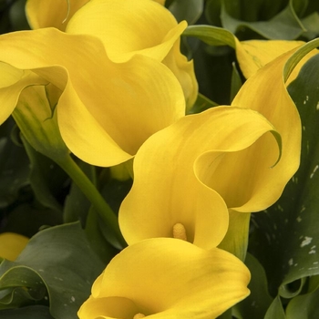 Zantedeschia 'Captain Beretta®' Calla Lily | Garden Center Marketing