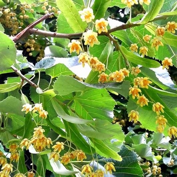 Tilia americana 'Boulevard' Linden | Garden Center Marketing