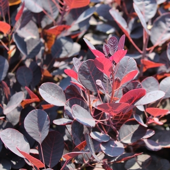 Cotinus coggygria 'Old Fashioned' Smoketree | Garden Center Marketing