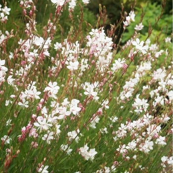 Gaura lindheimeri 'Siskiyou Pink' Gaura from Garden Center Marketing
