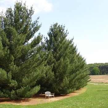 Pinus sylvestris 'Helen Bergman' Scotch Pine | Garden Center Marketing
