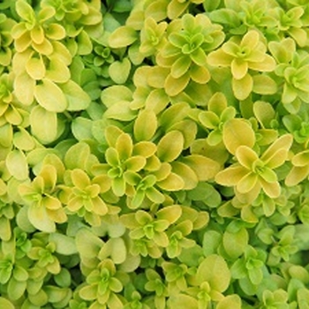 Veronica 'Crystal River®' Reavis Veronica | Garden Center Marketing