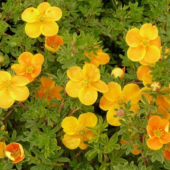 Potentilla fruticosa 'Jackmanii' Bush Cinquefoil | Garden Center Marketing