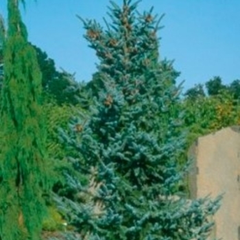 Picea glauca 'Poco Verde' Eshraghi1 White Spruce from Garden Center ...