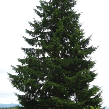 Tsuga canadensis 'Golden Duke®' MonJers Canadian Hemlock | Garden ...