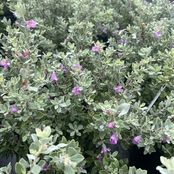 Leucophyllum frutescens 'Renegade' Texas Sage | Garden Center Marketing