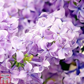 Syringa meyeri Flowerfesta® Anny200809 Dwarf Lilac | Garden Center ...