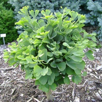 Ginkgo biloba 'Baldii' Maidenhair Tree | Garden Center Marketing