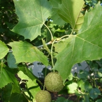 Platanus x acerifolia 'Ivory Tower™' DTR-127 American Sycamore | Garden ...