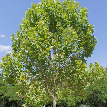 Platanus x acerifolia 'Ivory Tower™' DTR-127 American Sycamore | Garden ...