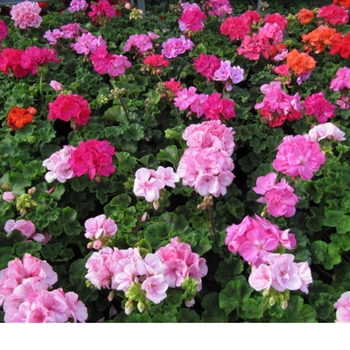 Pelargonium 'Brocade Salmon Night' Geranium | Garden Center Marketing