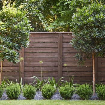 Elaeocarpus decipiens 'Morning Sun' Japanese Blueberry from Garden ...