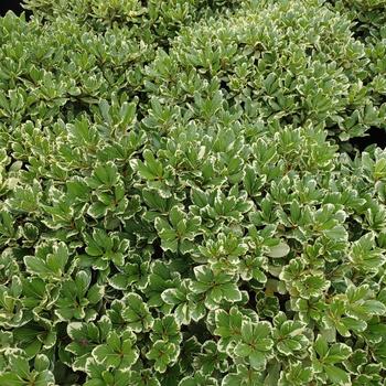 Pittosporum tenuifolium 'Tasman Ruffles' Kohuhu | Garden Center Marketing