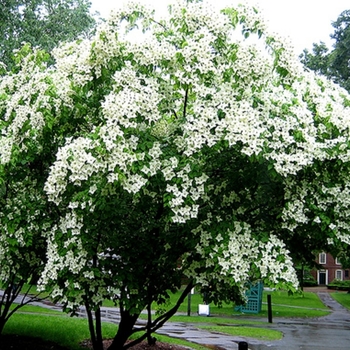 Cornus 'Hyperion®' KF111-1 Flowering Dogwood | Garden Center Marketing