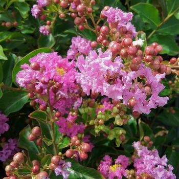 Lagerstroemia indica x fauriei 'Chickasaw' Crapemyrtle from Garden ...