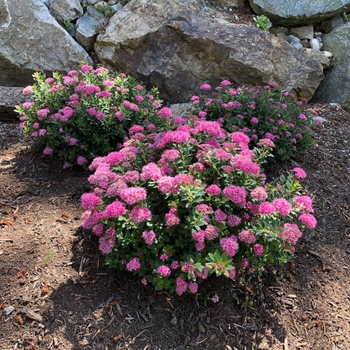 Spiraea japonica 'Bullata' Spirea | Garden Center Marketing