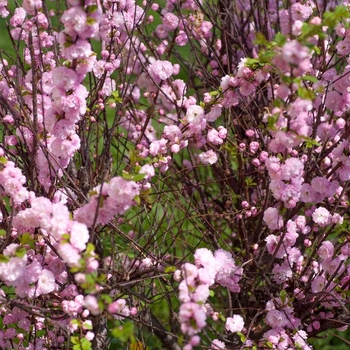 Prunus persica 'Desert Gold' Peach | Garden Center Marketing