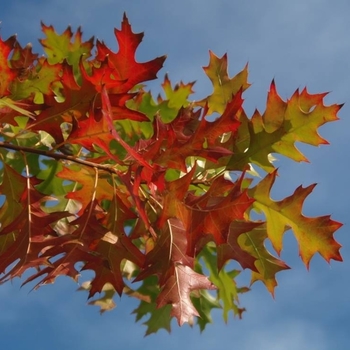 Quercus virginiana 'Cathedral Oak™' Oak from Garden Center Marketing