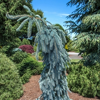 Picea omorika 'Sky Trails' Serbian Spruce | Garden Center Marketing