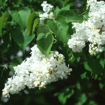 Syringa reticulata 'Snowcap™' Elliott Japanese Tree Lilac | Garden ...