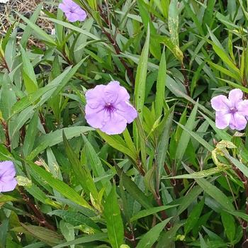 Ruellia 'Multiple Varieties' Wild Petunia | Garden Center Marketing