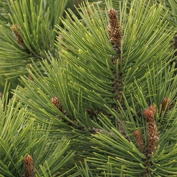 Pinus heldreichii (leucodermis) 'Satellite' Bosnian Pine | Garden ...