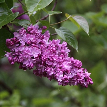 Syringa 'Declaration' Lilac | Garden Center Marketing