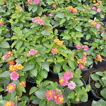 Lantana camara 'Dwarf Yellow' Lantana | Garden Center Marketing