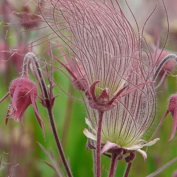 Geum coccineum 'Koi' Avens | Garden Center Marketing