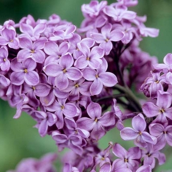 Syringa x hyacinthiflora 'Excel' Lilac | Garden Center Marketing