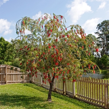Callistemon citrinus 'Jeffers' Bottlebrush from Garden Center Marketing