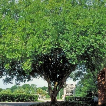 Ulmus parvifolia 'Seiju' Chinese Elm | Garden Center Marketing