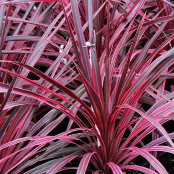 Cordyline banksii x pumilio Festival™ 'Raspberry' CorBzr01 Cordyline ...