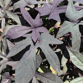 Ipomoea batatas 'Bright Ideas Rusty Red' Ornamental Sweet Potato ...