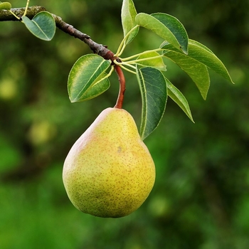 Pyrus communis 'Flemish Beauty' Flemish Beauty Pear | Garden Center ...