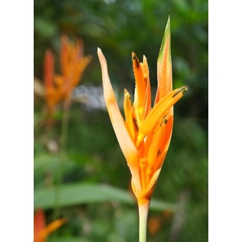 Heliconia 'Multiple Varieties' Heliconia | Garden Center Marketing