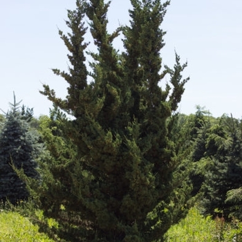 Juniperus virginiana 'Brodie' Juniper | Garden Center Marketing