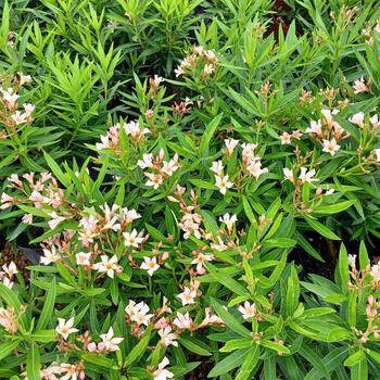Nerium oleander 'Hardy White' Oleander | Garden Center Marketing