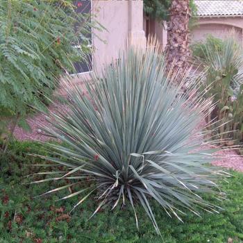 Dasylirion longissimum Mexican Grass Tree from Garden Center Marketing