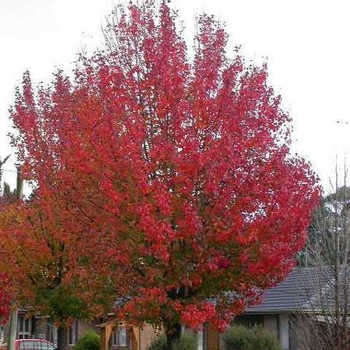 Pyrus pyrifolia 'Juicy Jewel™' Pear | Garden Center Marketing