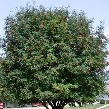 Sorbus aucuparia 'Skybound' Mountain Ash | Garden Center Marketing