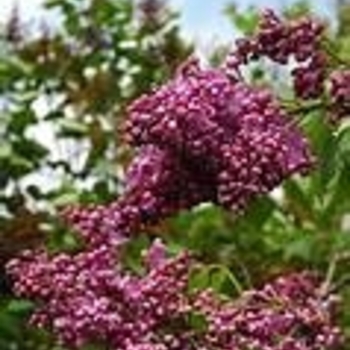 Syringa x josiflexa 'Royalty' Lilac from Garden Center Marketing