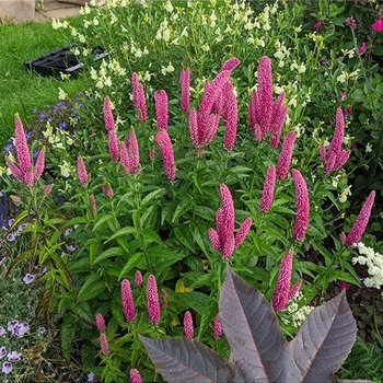 Veronica longifolia 'First Lady' Alllady Veronica | Garden Center Marketing